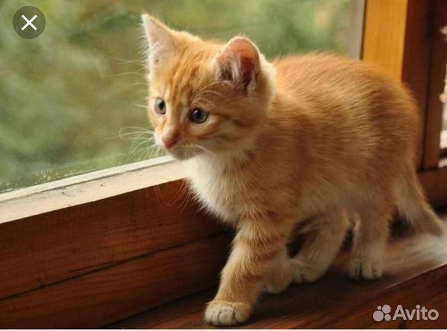 Котёнок маленький, 1.5м