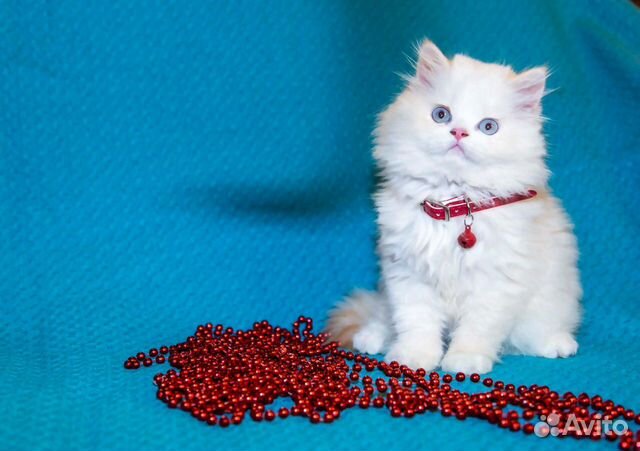 Кошечка халенд страйт