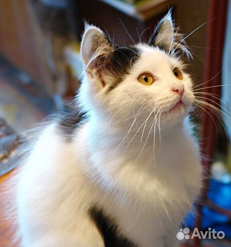 Белая пушистая котенок-подросток 4,5 мес. Мурлыка