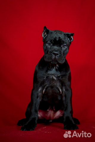 Шикарные черные щенки кане корсо