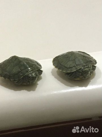 Продам черепашек