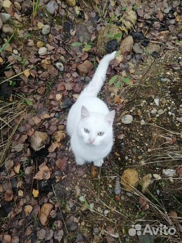 Ласковый белый котик