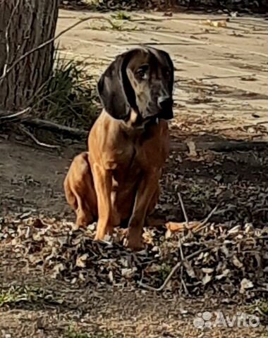 Баварская горная гончая