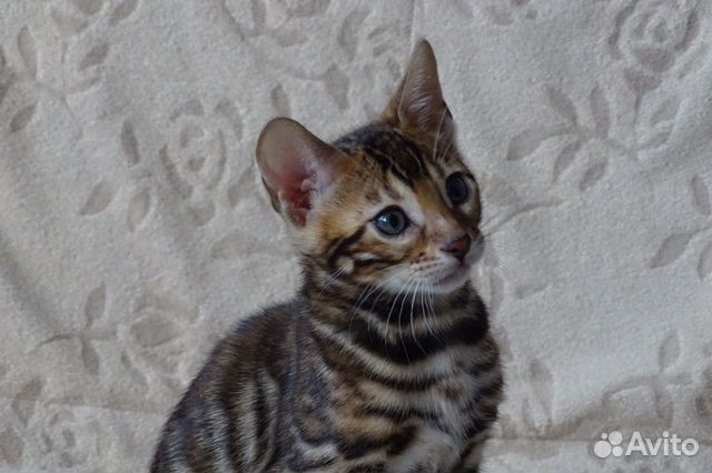 Шикарные бенгальские котята