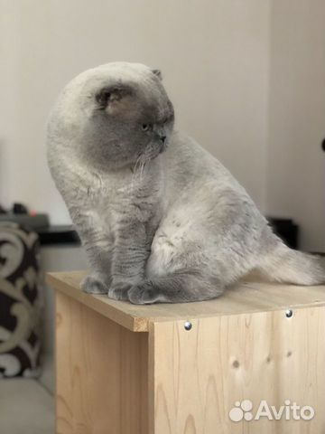 Вязка шотландский фолд