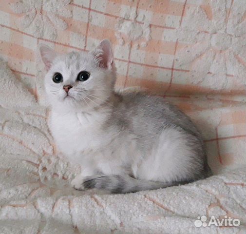Британские