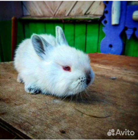 Кролики разных пород