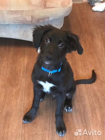 Щенок Максимка