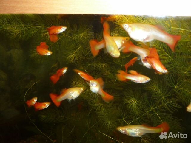 Гуппи московская алая