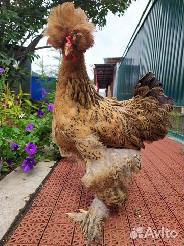 Продаётся курица