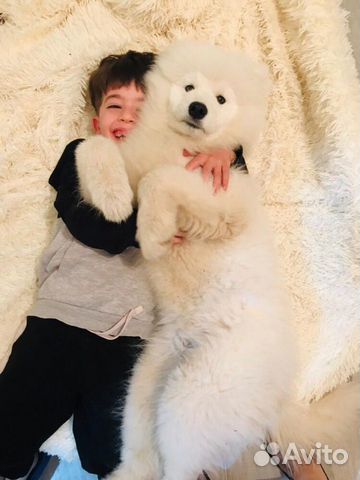 Самоедская лайка