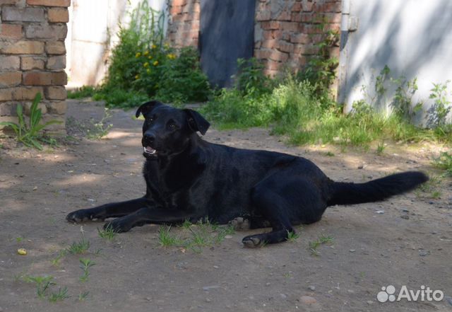 Отдам молодого пёсика