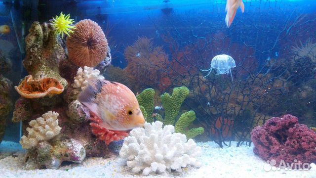 Аквариум