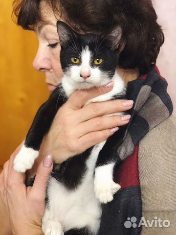 Потрясающий котенок в дар