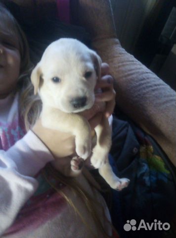 Отдам малышей