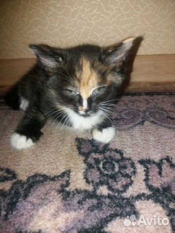 Котята