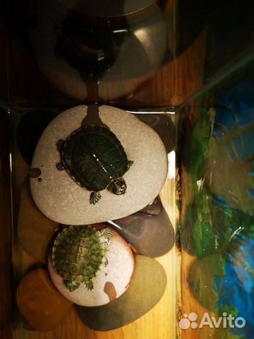 Красноухие черепашки