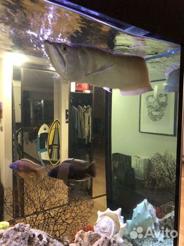 Аравана серебристая 50 см