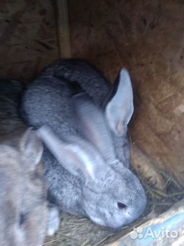 Кролик мясные,курицы несушки,петух обычный и пород