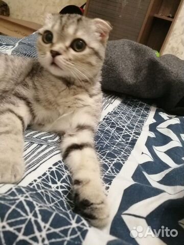 Шотландская вислоухая