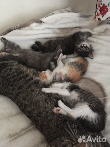 Котята