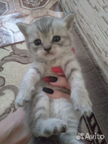 Шотландский страйт девочка