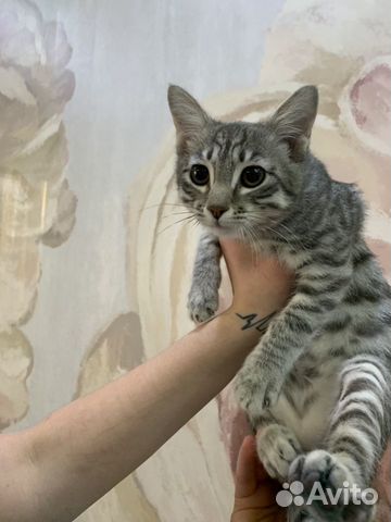 Тигра очень красивый парень