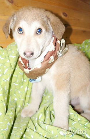 Томми ищет дом