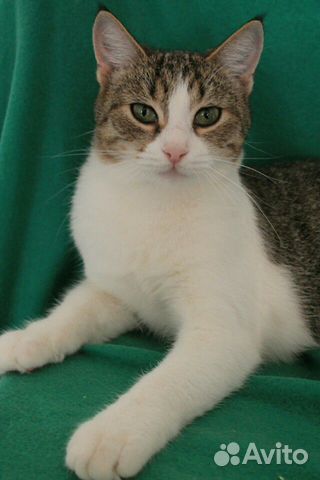 Кошечка Арья