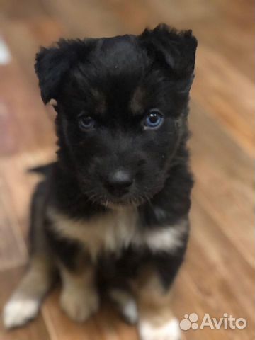 Отдаются щенки в добрые и заботливые руки Мама пор