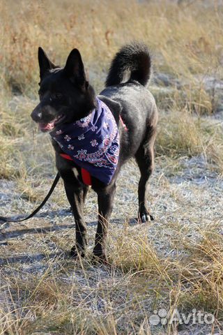 Метис лайки в дар