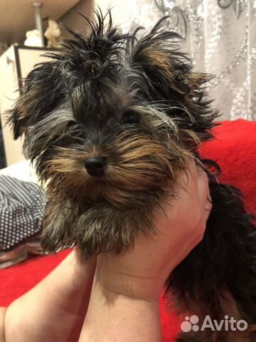 Йоркширский терьер