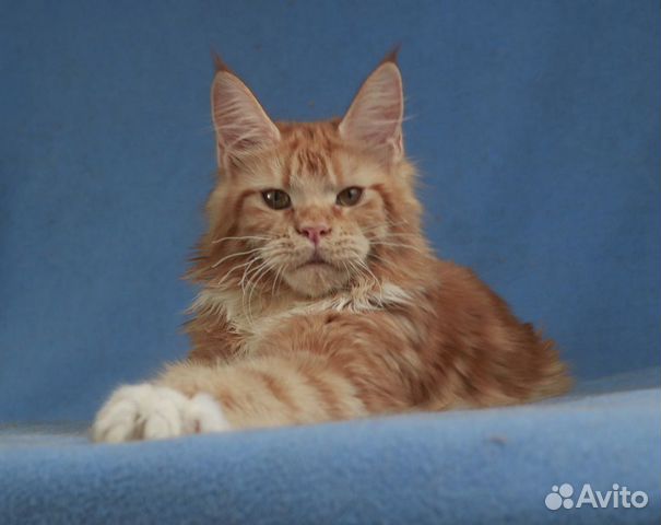 Большое рыжее счастье Simba