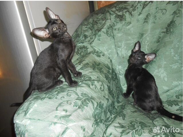 Ориентальные Девочки 2 мес