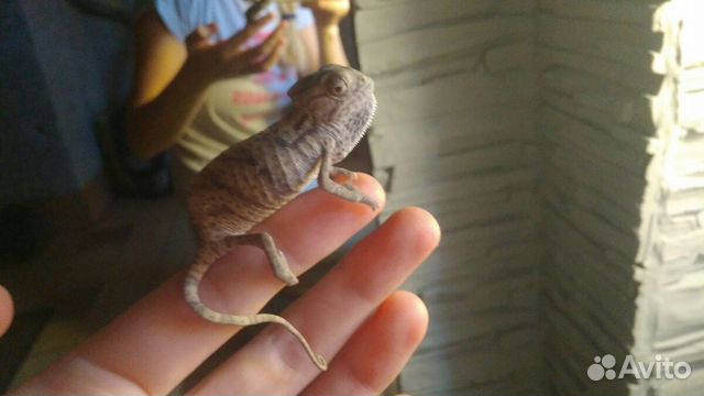 Йеменский хамелеон (самка)