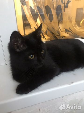 Котенок Бакс в добрые руки