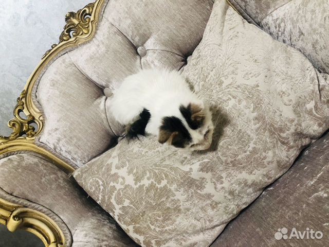 Кошечка 3 месяца в дар