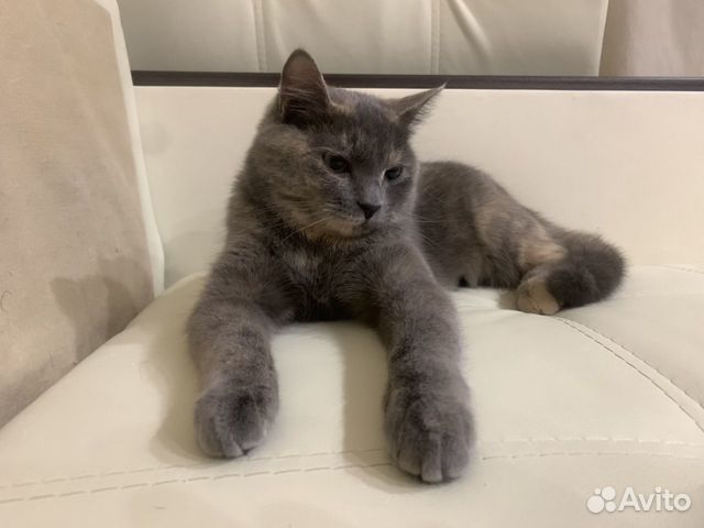 Отдаю котопса в добрые руки