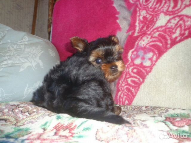 Йоркширский терьер