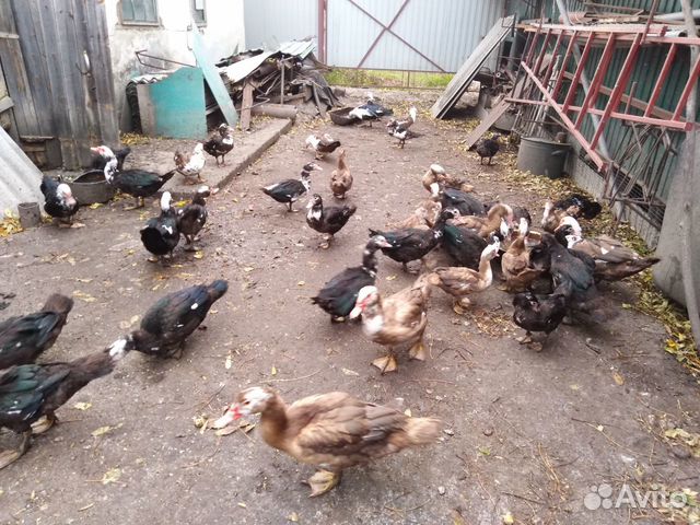 Индоутки молодые на мясо и разведение