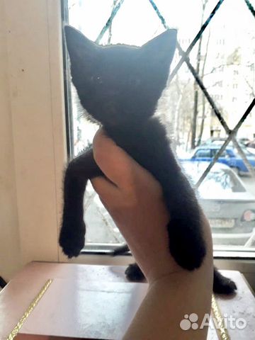 Котёнок породистый