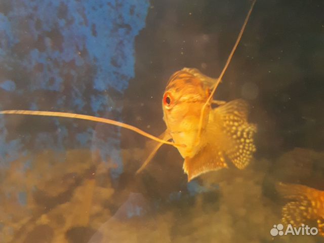Гурами самка и самец