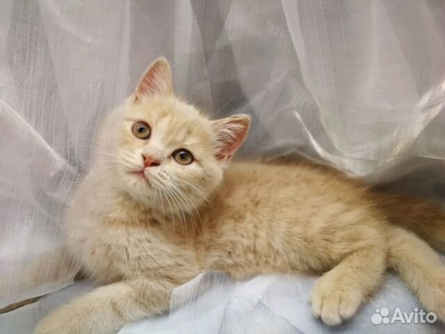 Очаровательная девочка шотландка