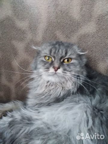 Кот Хайленд Фолд. 2 года