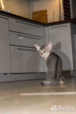 Котята Абиссинской породы (Редкий Голубой окрас)