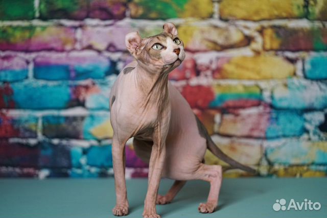 Кот породы эльф