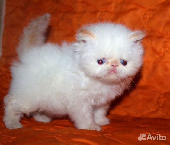 Котята персы ред поинт