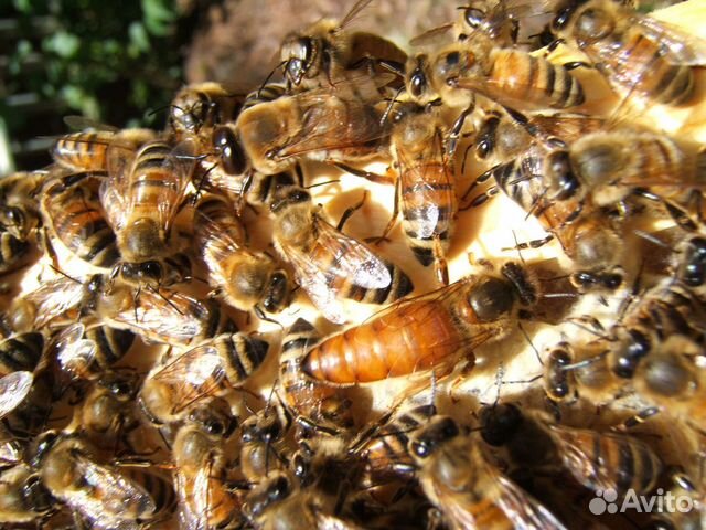 Пчеломатки бакфаст ио