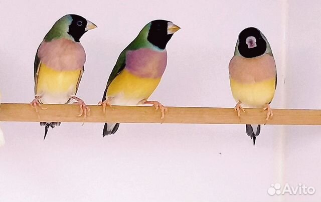 Амадины гульда