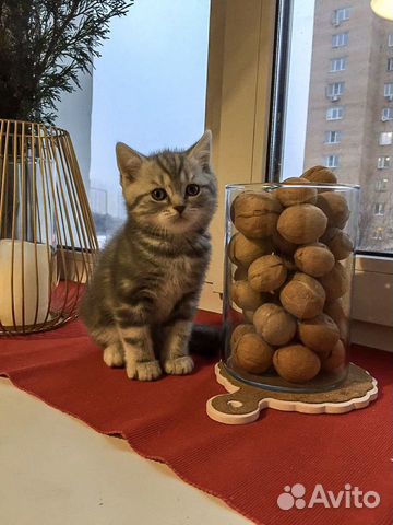 Продаётся котёнок